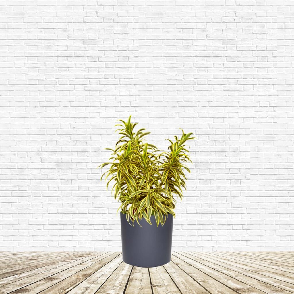 Dracaena reflexa · Khloros Plants