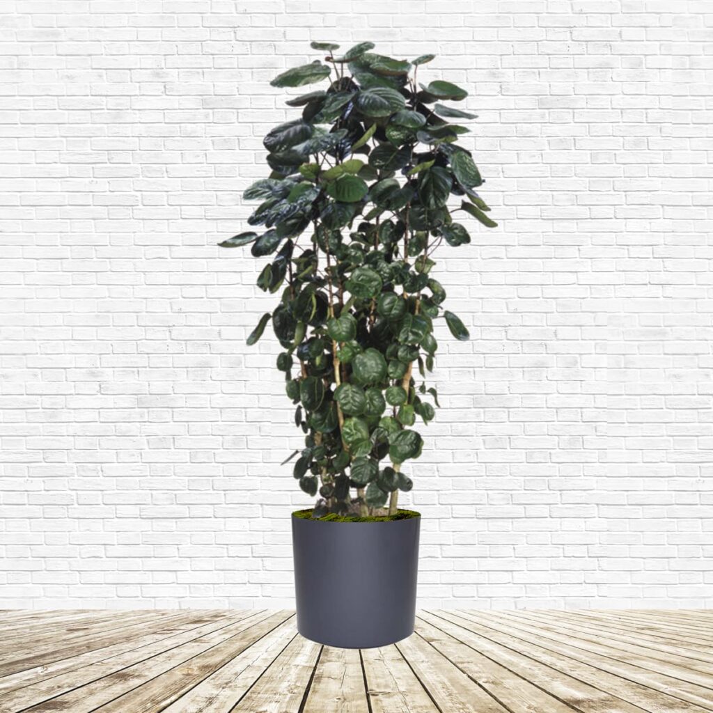Aralia Fabian · Khloros Plants