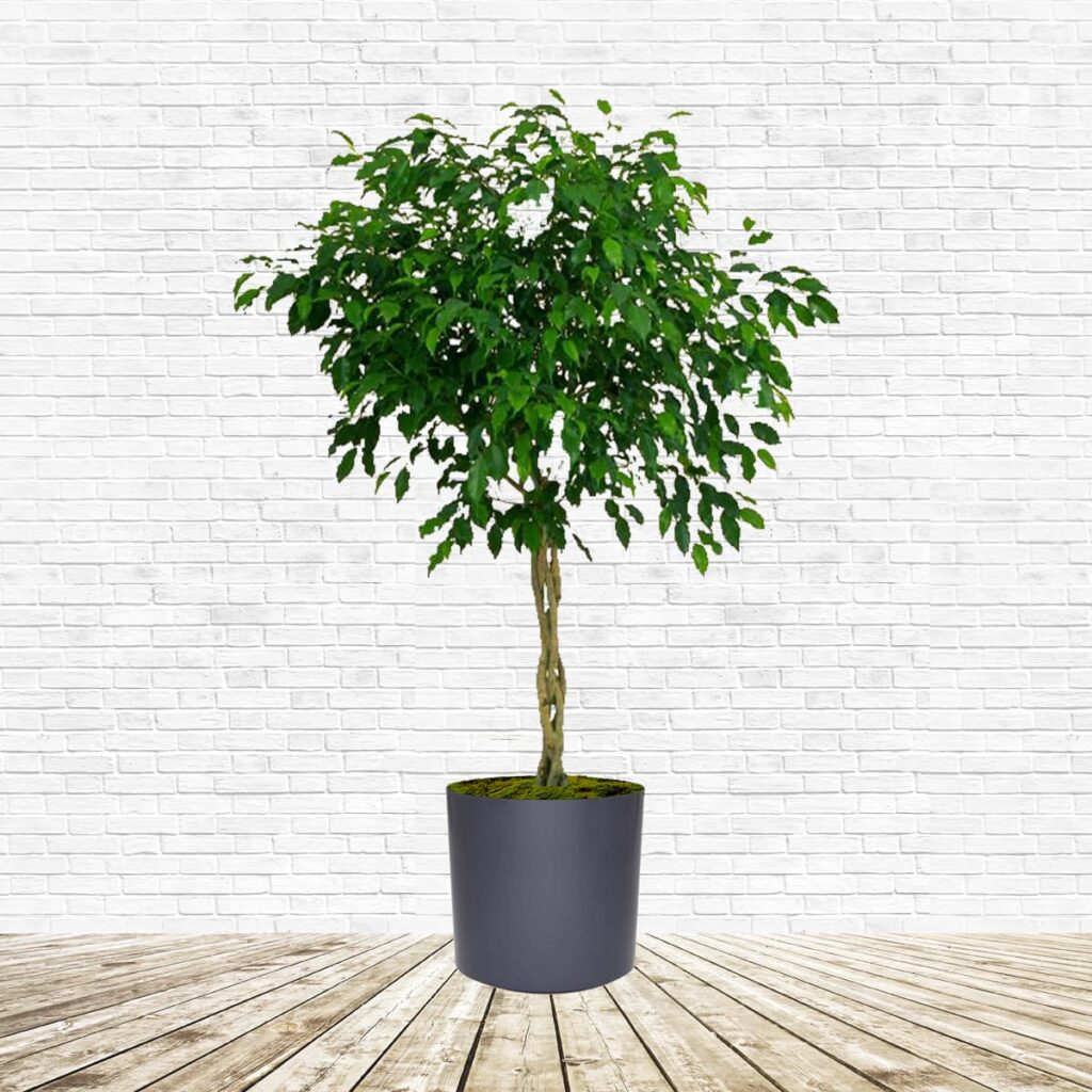 Ficus benjamina · Khloros Plants