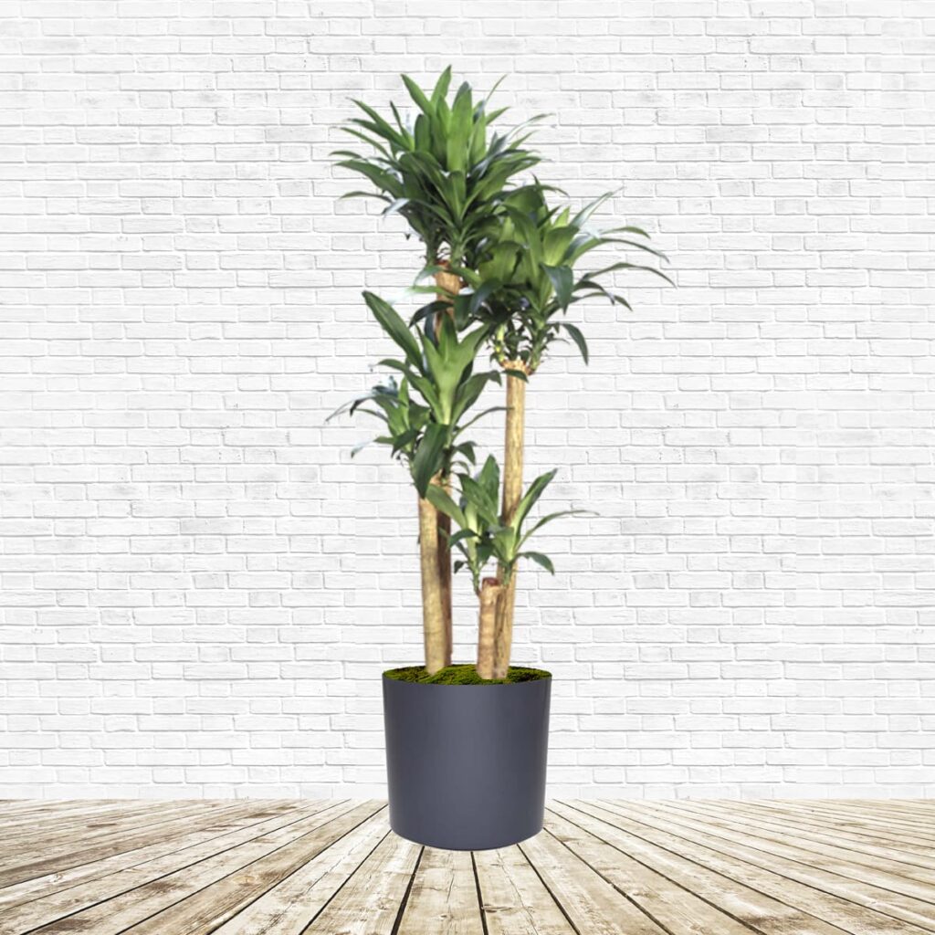 Mass Cane · Khloros Plants
