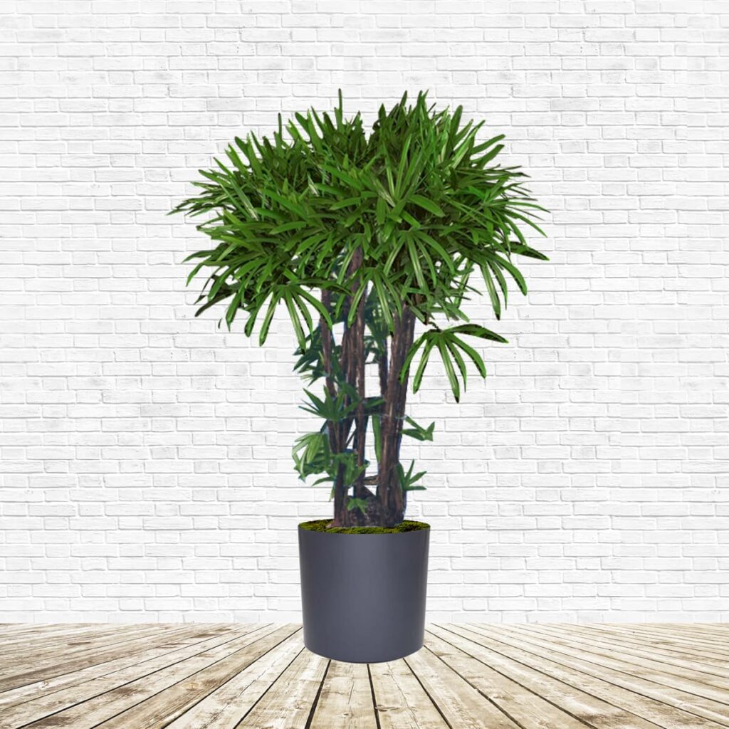 Rhapis Palm · Khloros Plants